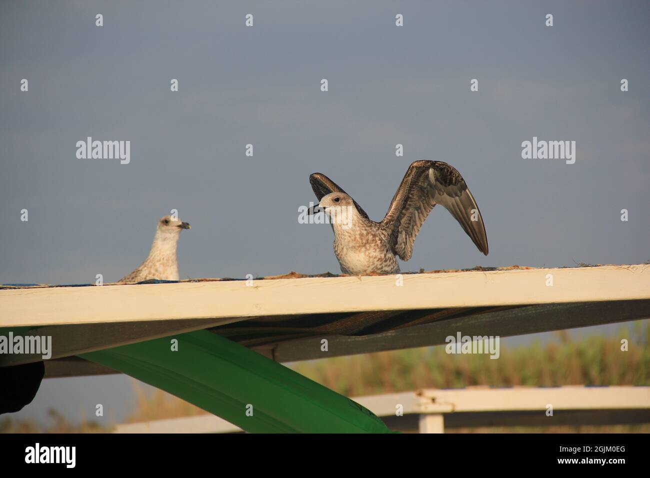 Roof flying off hi-res stock photography and images - Alamy