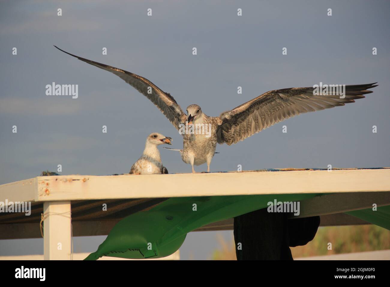Closeup shot of a Grey gull flying off the white roof Stock Photo - Alamy