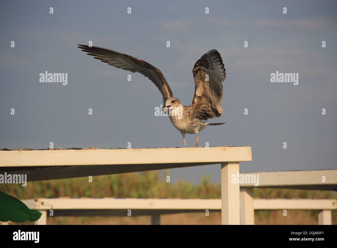 Closeup shot of a Grey gull flying off the white roof Stock Photo - Alamy