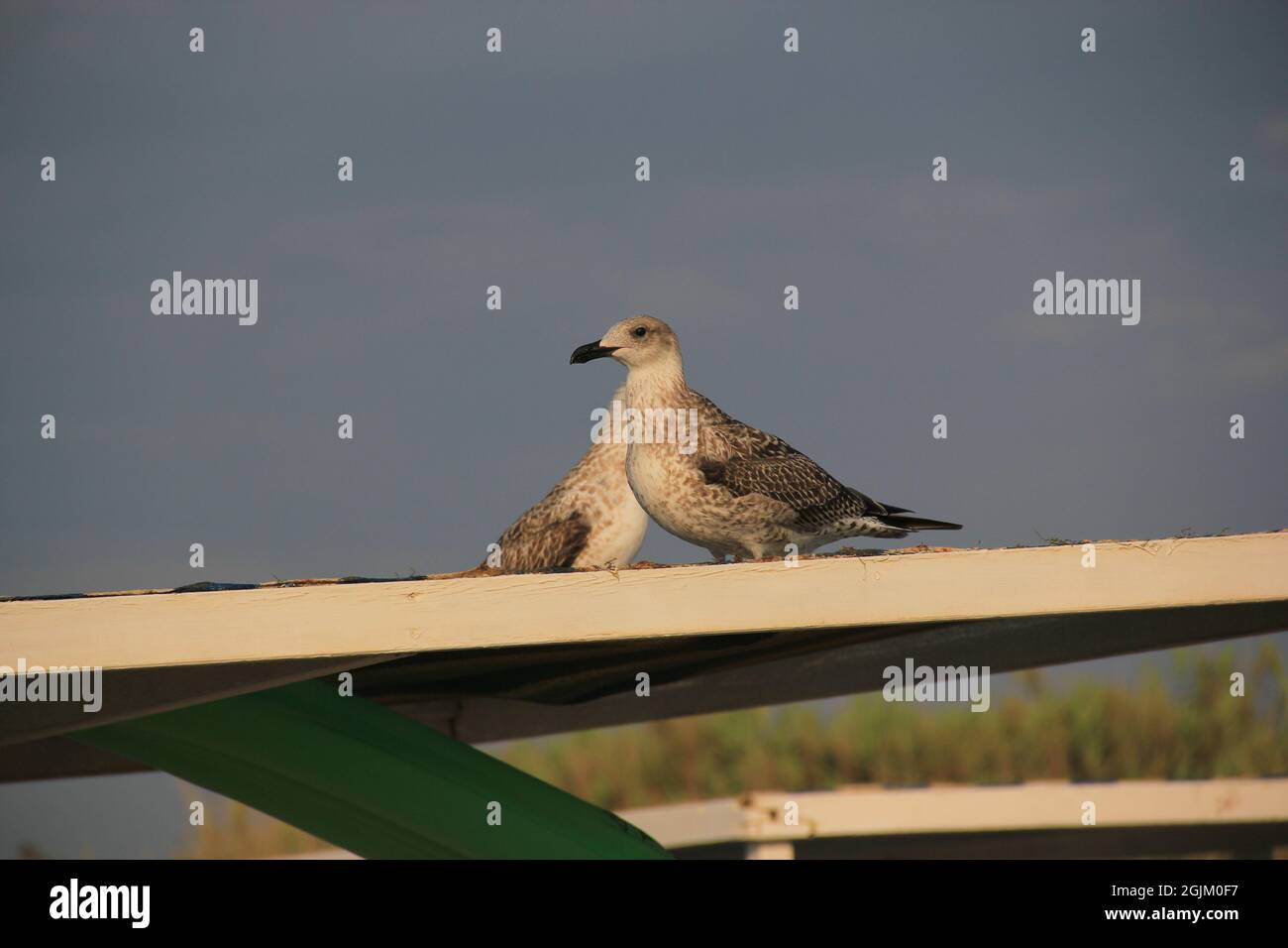 Closeup shot of a Grey gull perched on the white roof Stock Photo - Alamy