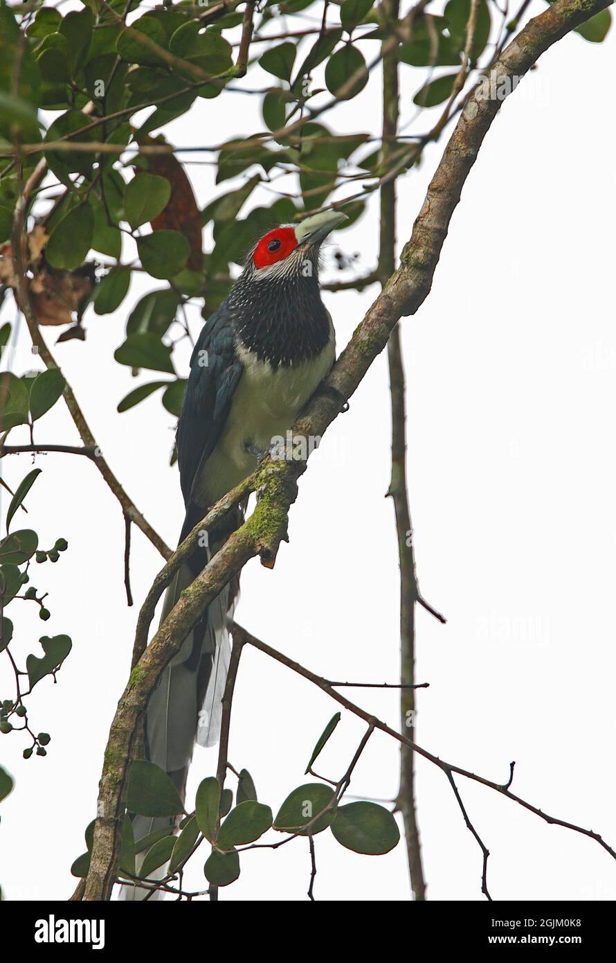Red faced malkoha sinharaja hi-res stock photography and images - Alamy