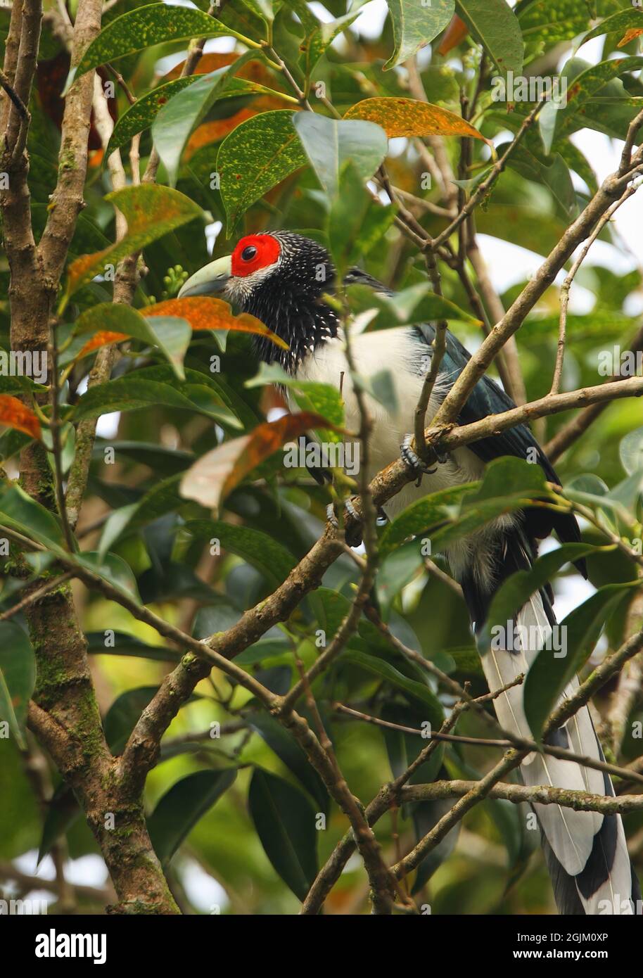 Red-faced Malkoha (Phaenicophaeus pyrrhocephalus) adult male perched in ...