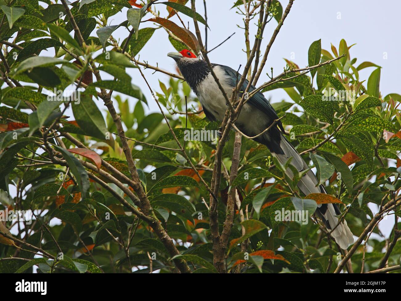Red-faced Malkoha (Phaenicophaeus pyrrhocephalus) adult male perched in ...
