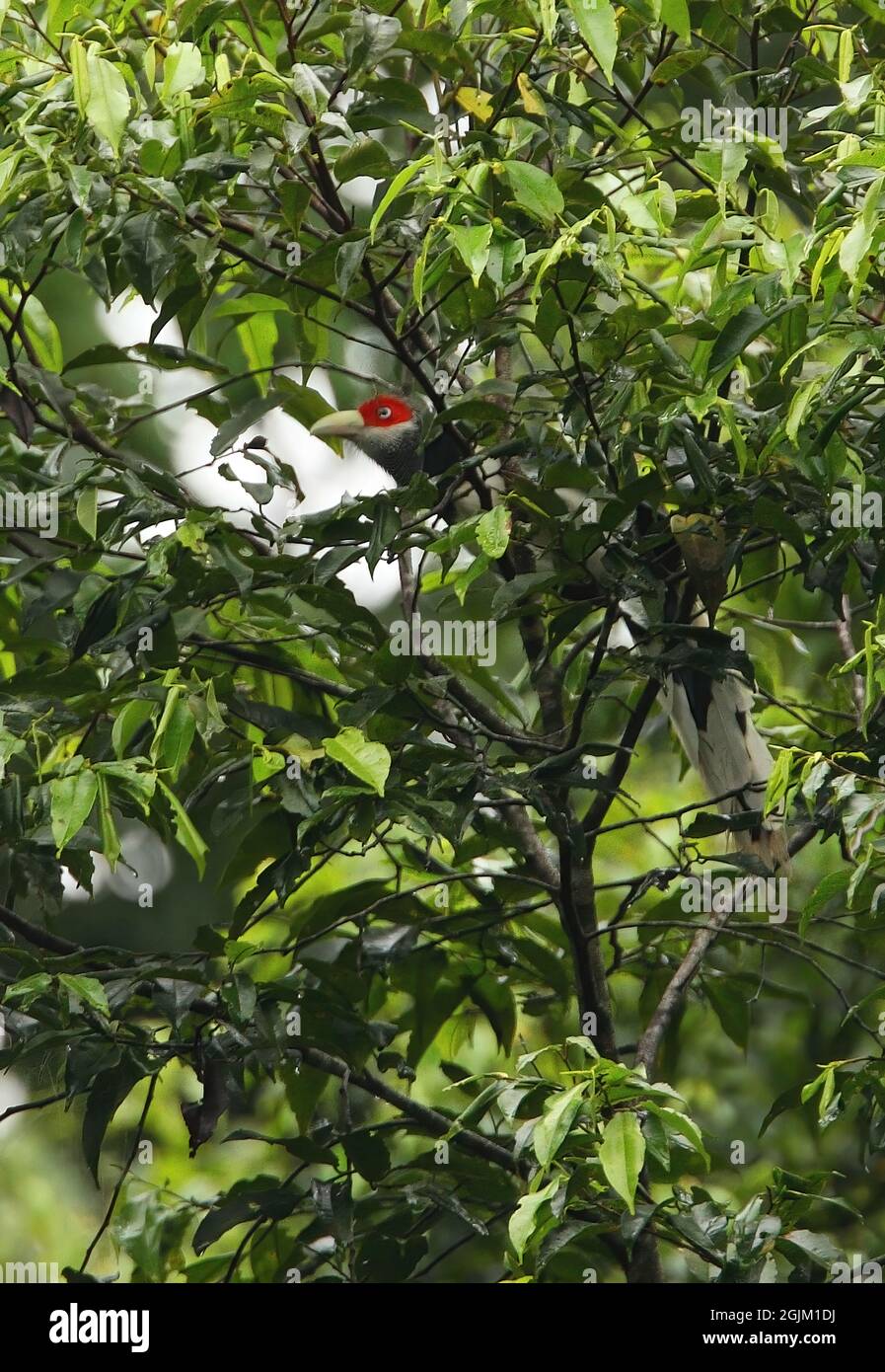 Red-faced Malkoha (Phaenicophaeus pyrrhocephalus) adult female perched ...