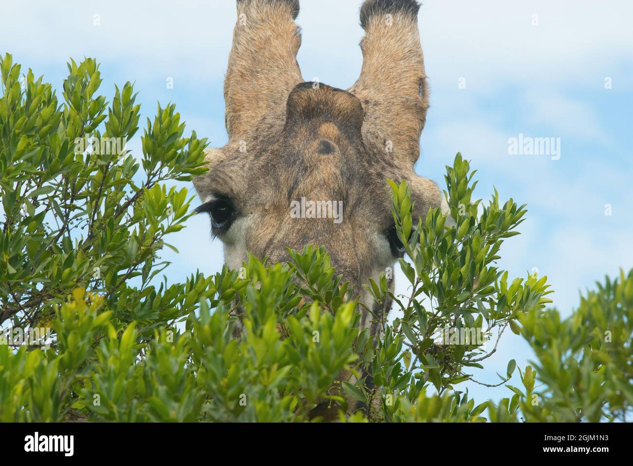 Closeup of Giraff with Prominent Ossicones Stock Photo - Alamy