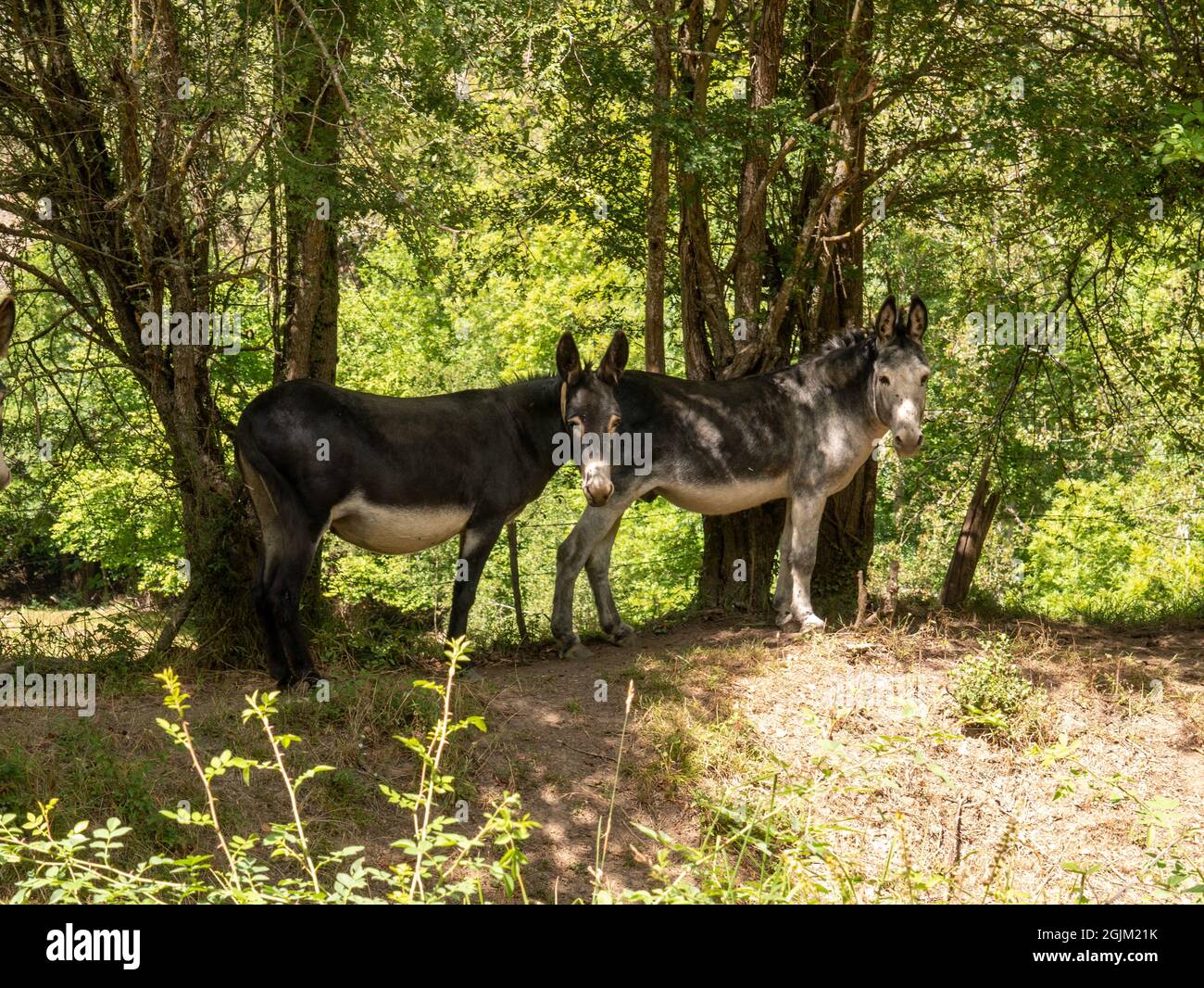 Closeup of two donkeys under trees in the woods Stock Photo - Alamy