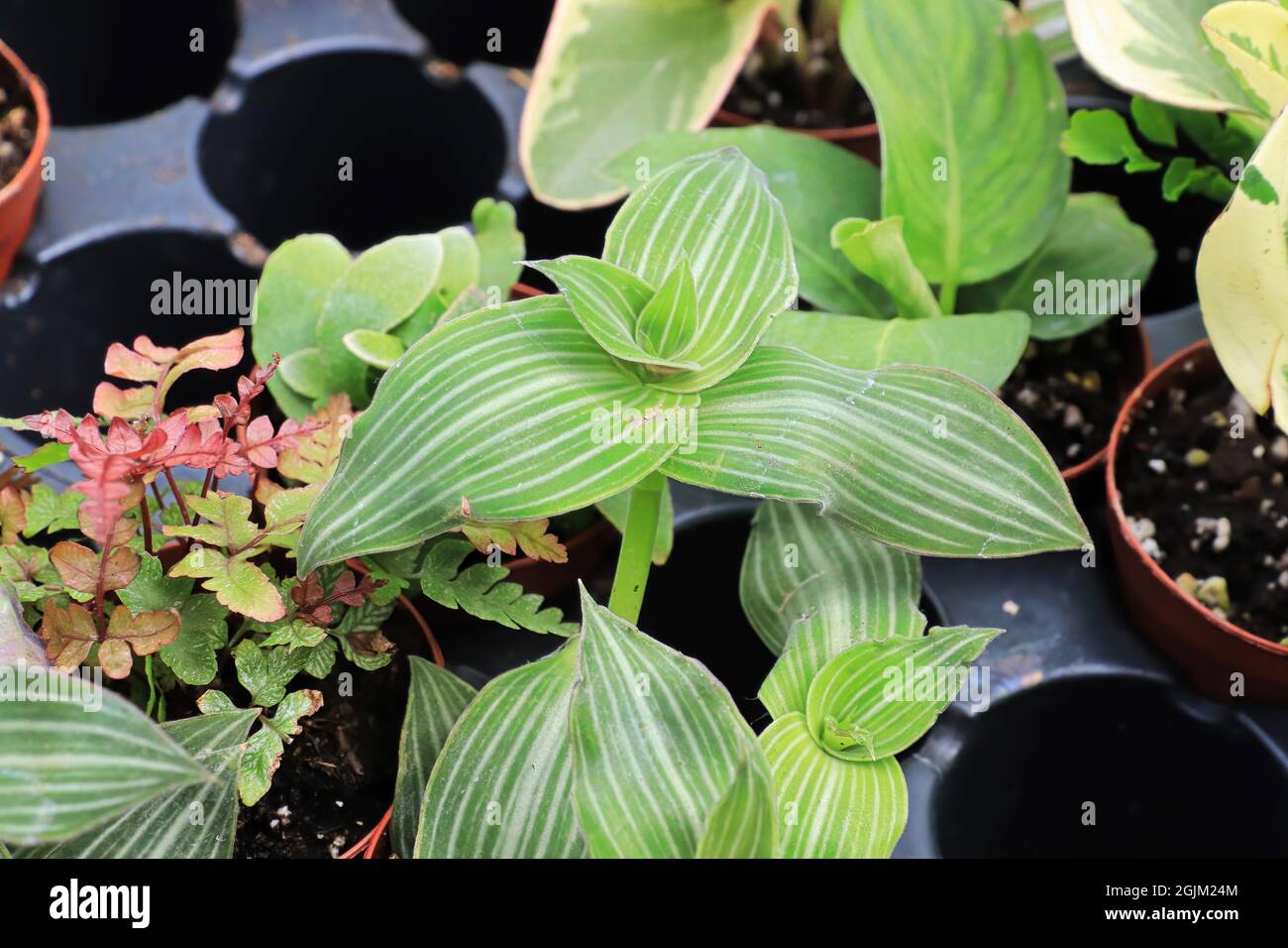 Tropicals hi-res stock photography and images - Alamy