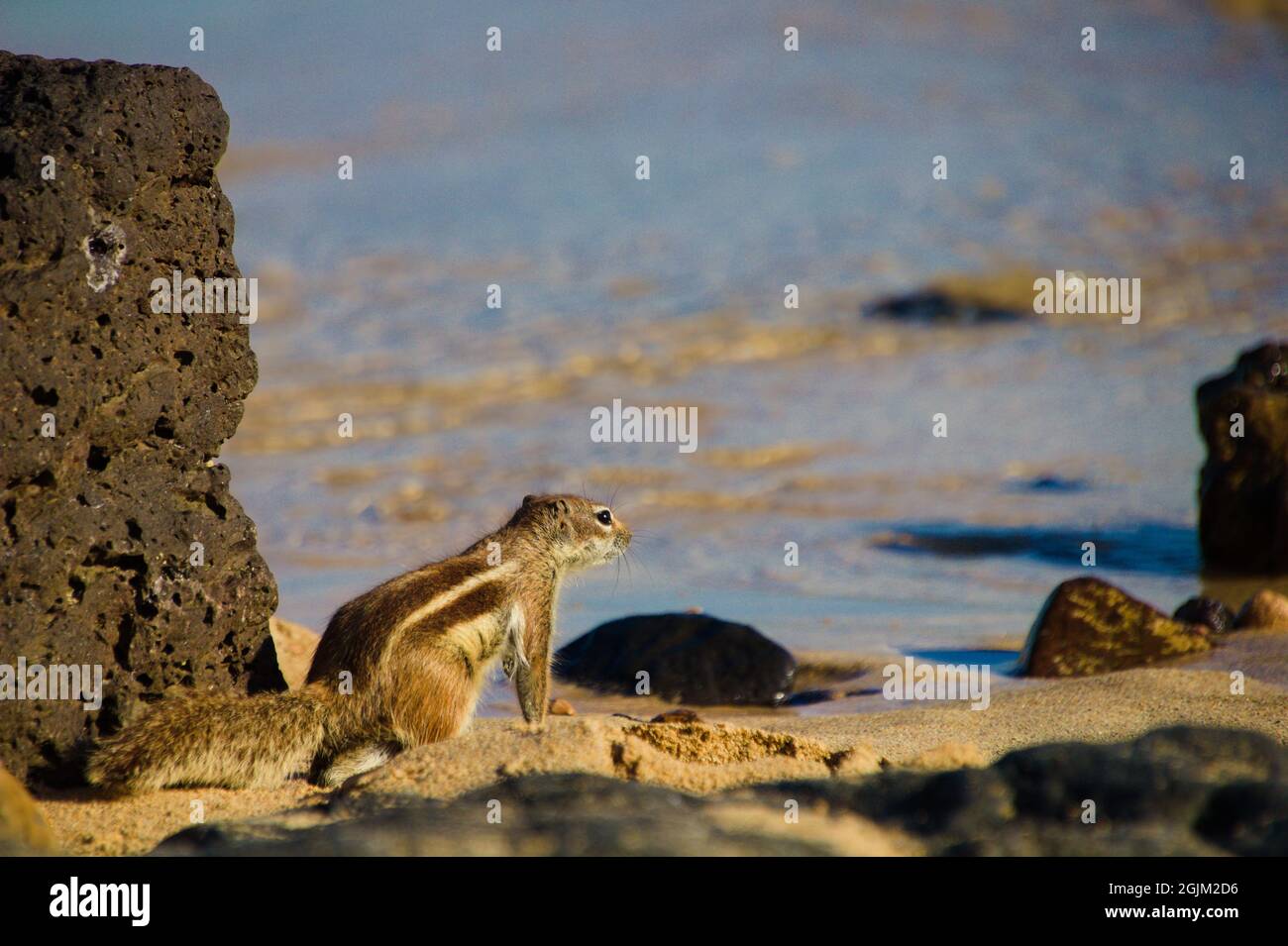 Eastern chipmunk (Tamias striatus) on the sandy beach Stock Photo - Alamy