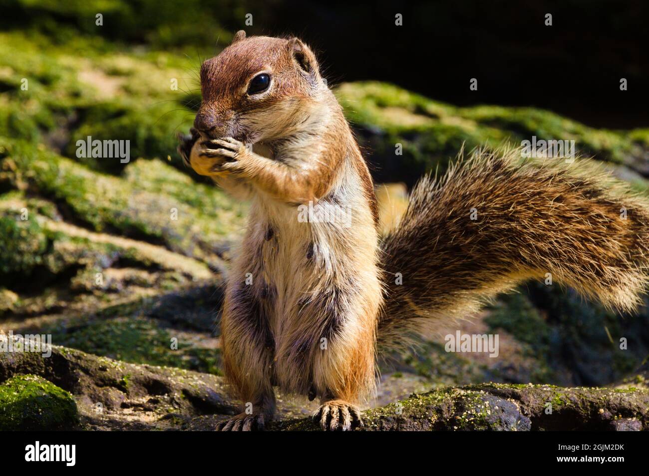 Eastern chipmunk (Tamias striatus) eating a nut on the rock Stock Photo ...