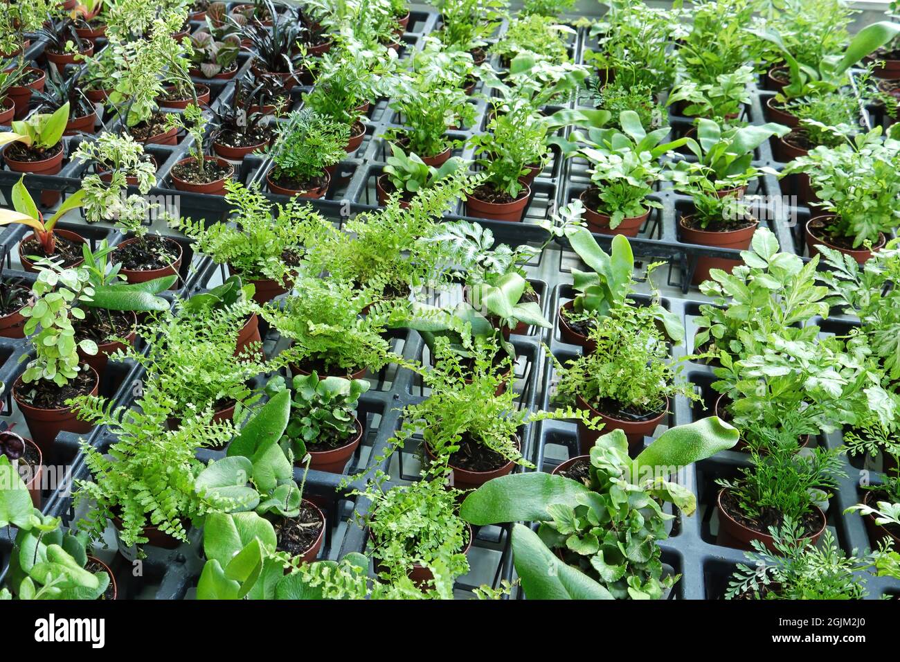Mixed tropical plants hi-res stock photography and images - Alamy