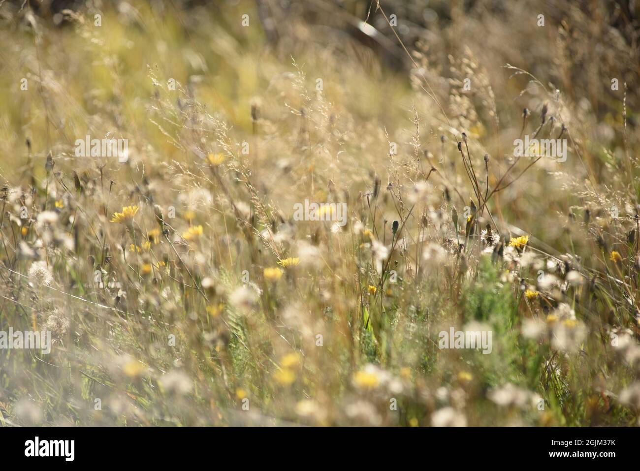 Details of the field in the autumn period. Dry grass close-up with ...