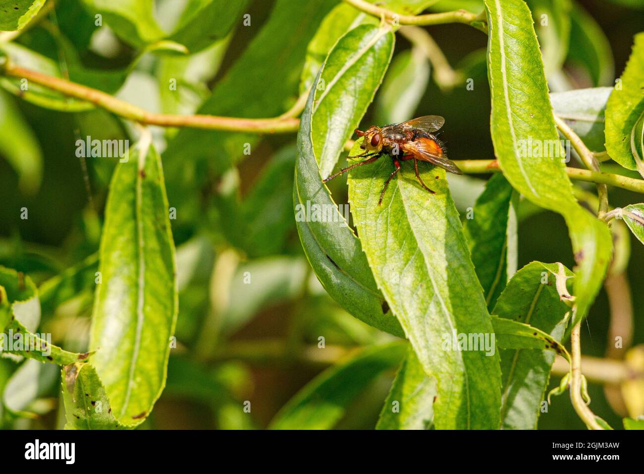 a close up of a large brown fly on a green leaf Stock Photo - Alamy