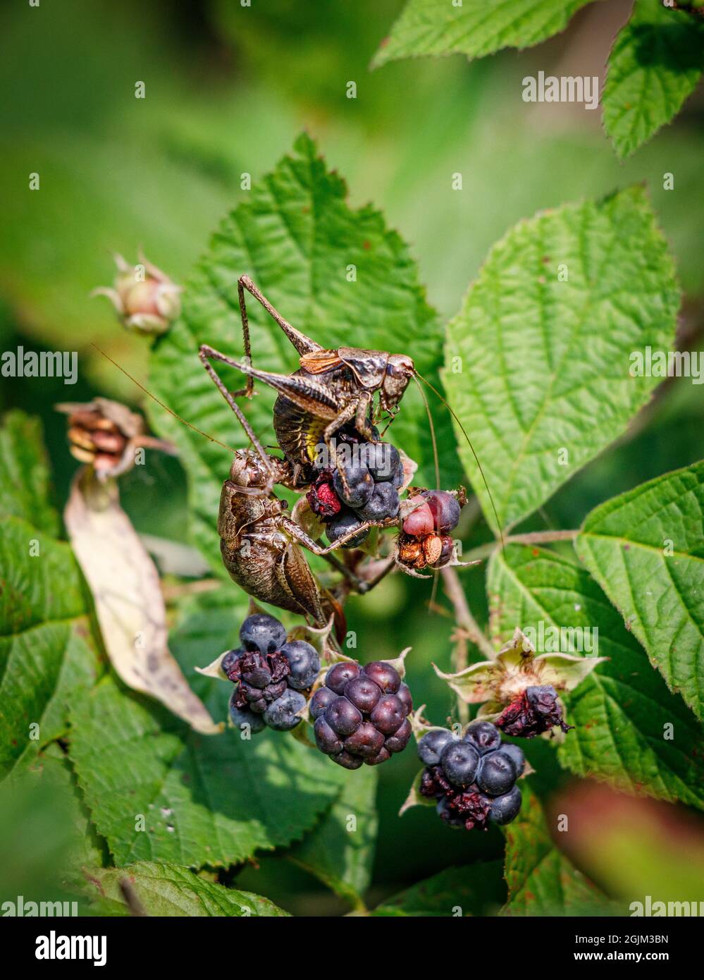 Cockroach larvae hi-res stock photography and images - Alamy