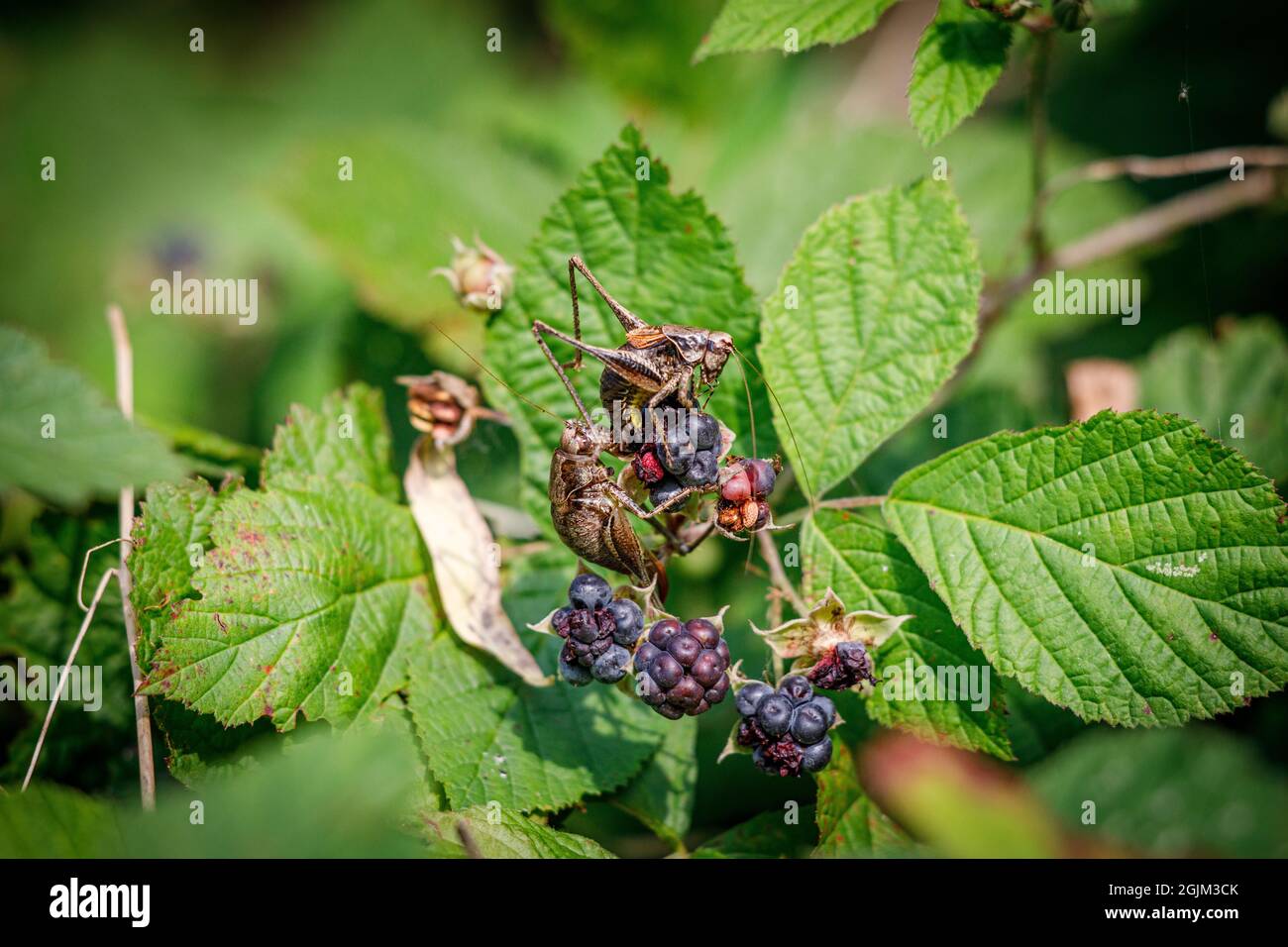 Cockroach larvae hi-res stock photography and images - Alamy