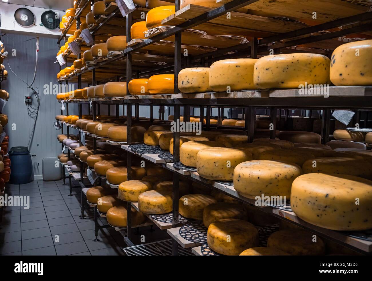 Wheels of cheese in a maturing storehouse dairy cellar on shelves ...
