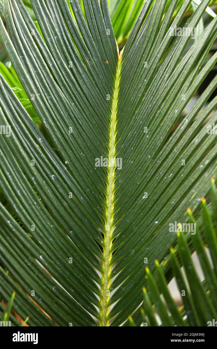 Closeup of the leaves on a Sago Palm Stock Photo - Alamy