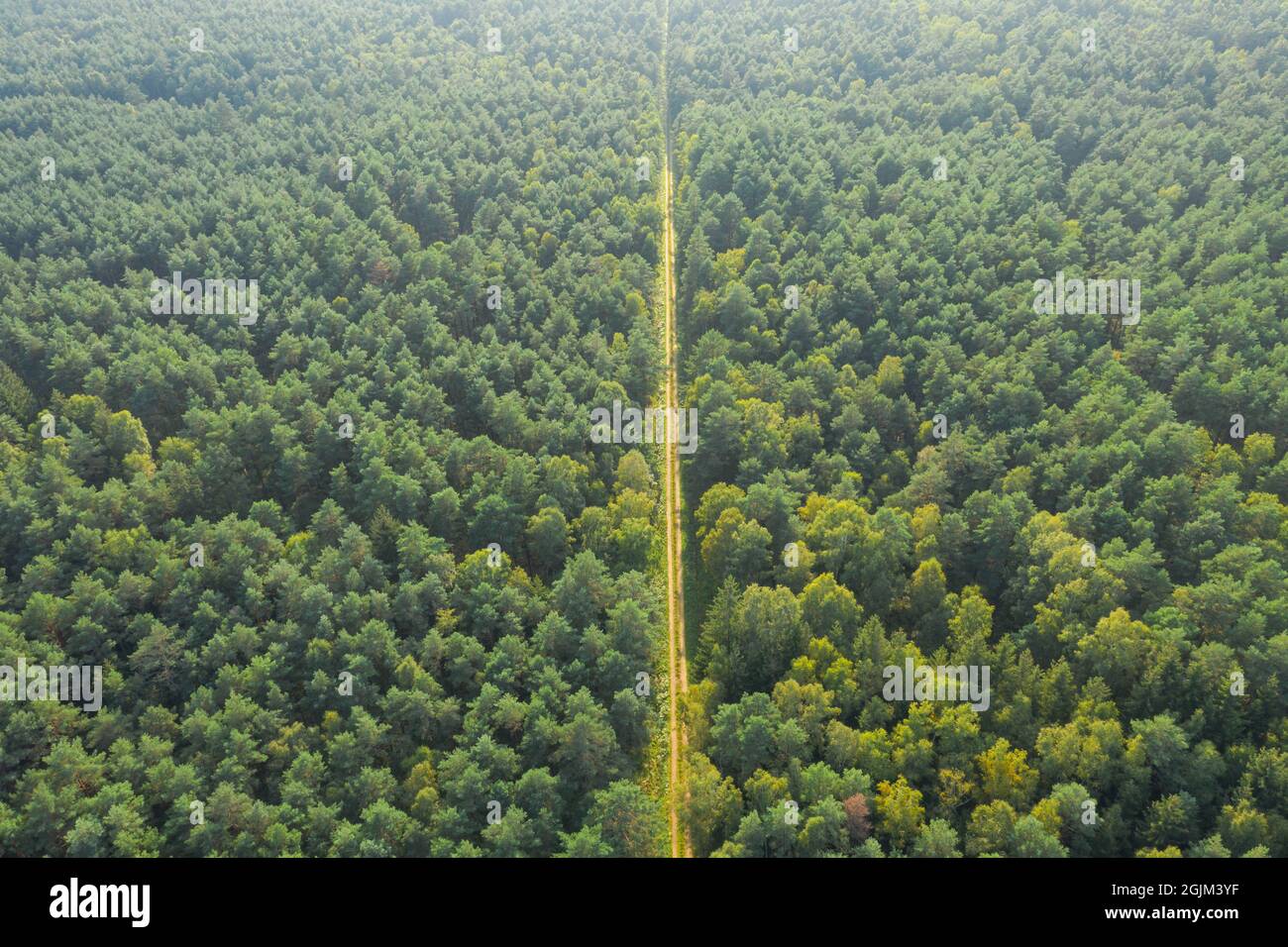 A forest, dirt road in a pine forest. View from the drone Stock Photo ...