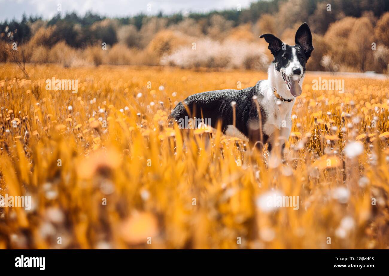 Pretty little dog hi-res stock photography and images - Alamy