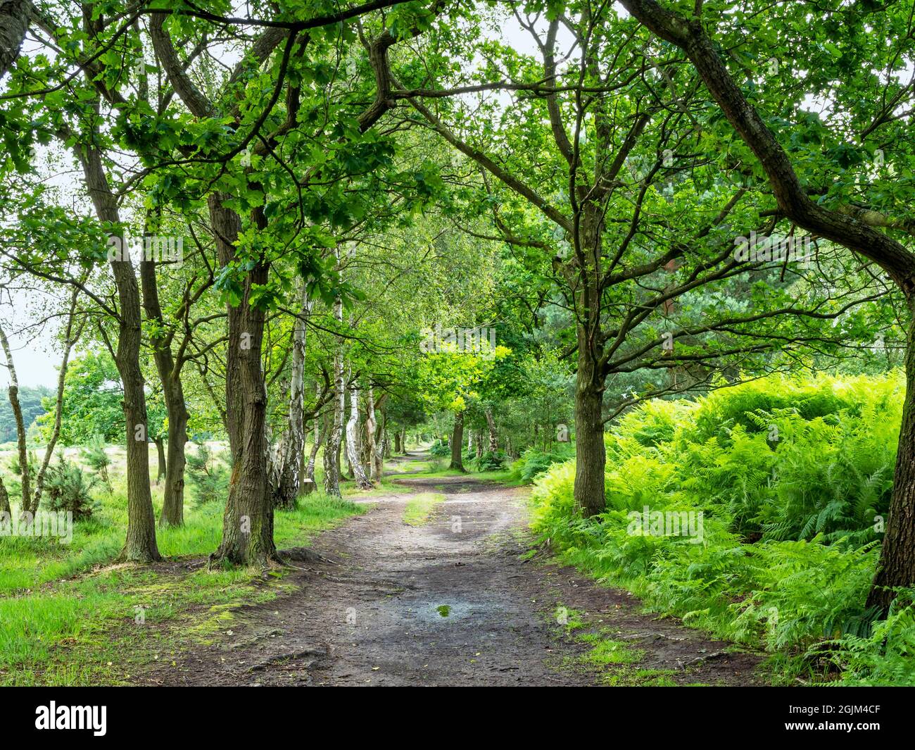 Trail through trees at Skipwith Common, North Yorkshire, England Stock ...