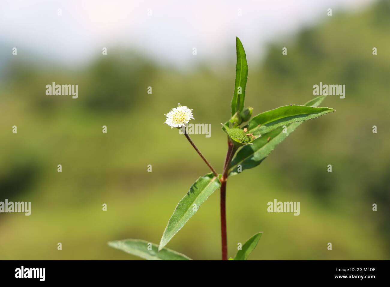 éclipta hi-res stock photography and images - Alamy