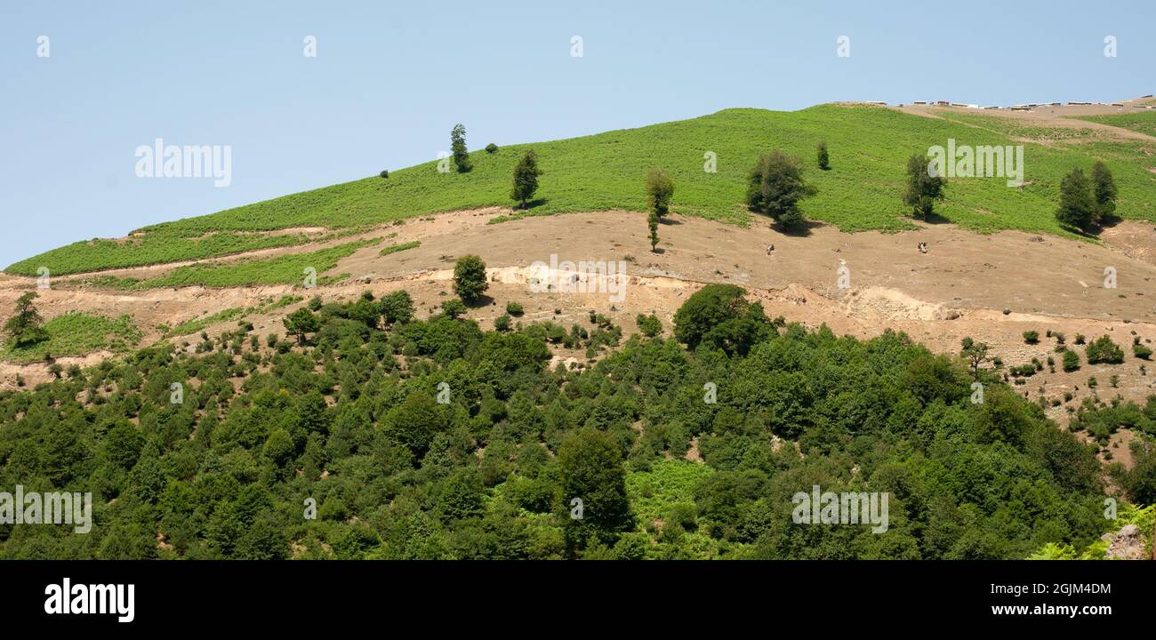 the hill or mount of rasht and trees in gilan province Stock Photo - Alamy