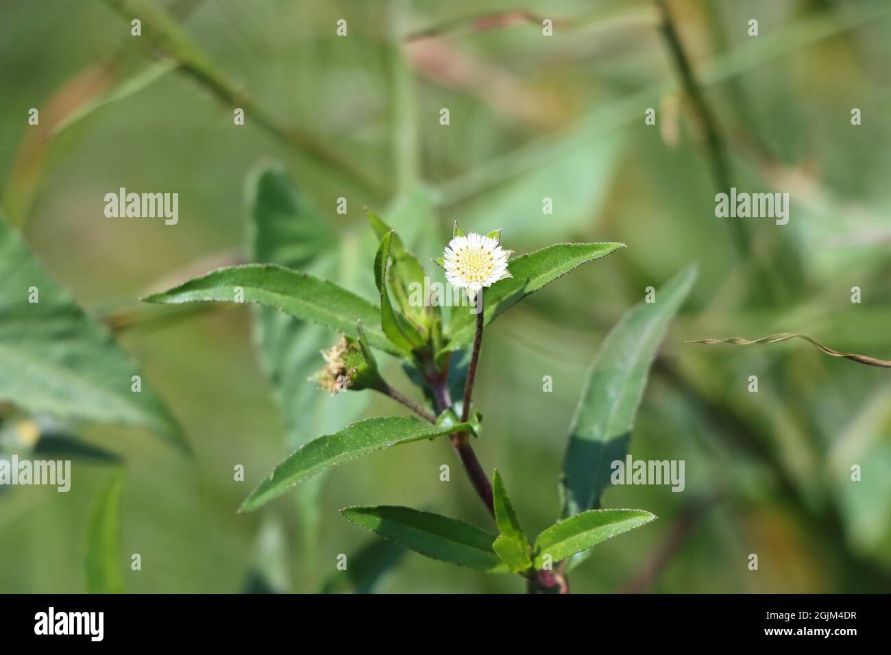 éclipta hi-res stock photography and images - Alamy