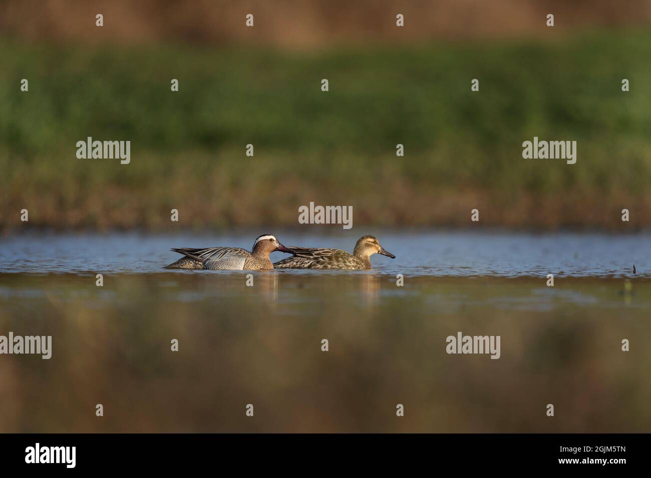 Garganey couple on the pond. European wildlife during spring season ...