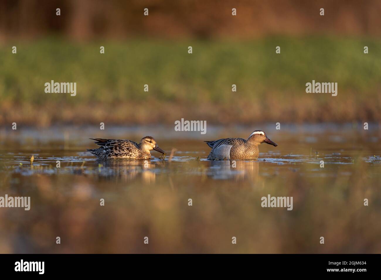 Garganey couple on the pond. European wildlife during spring season ...