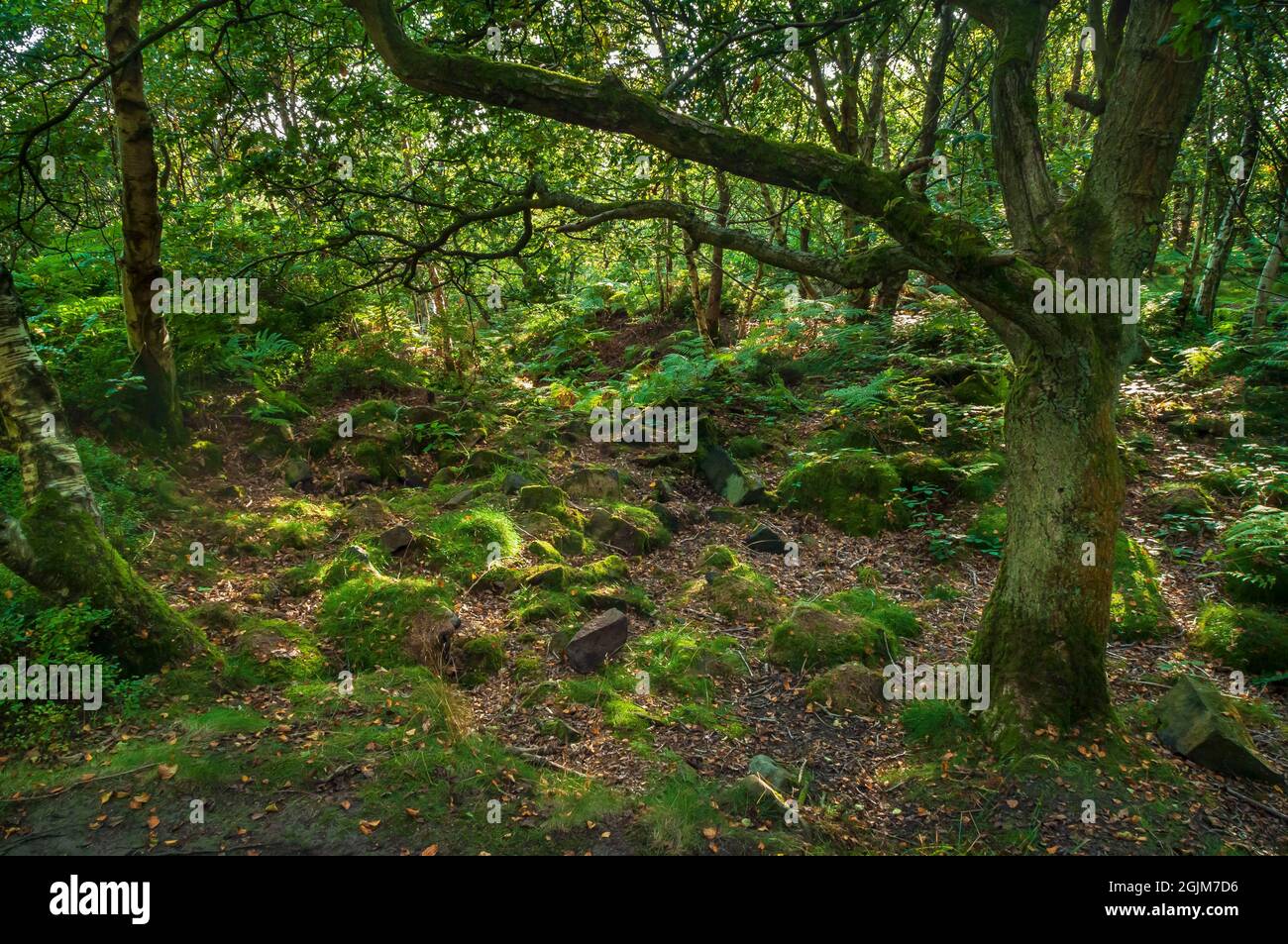 Evening sunshine filtering through mixed trees amidst the old sandstone ...