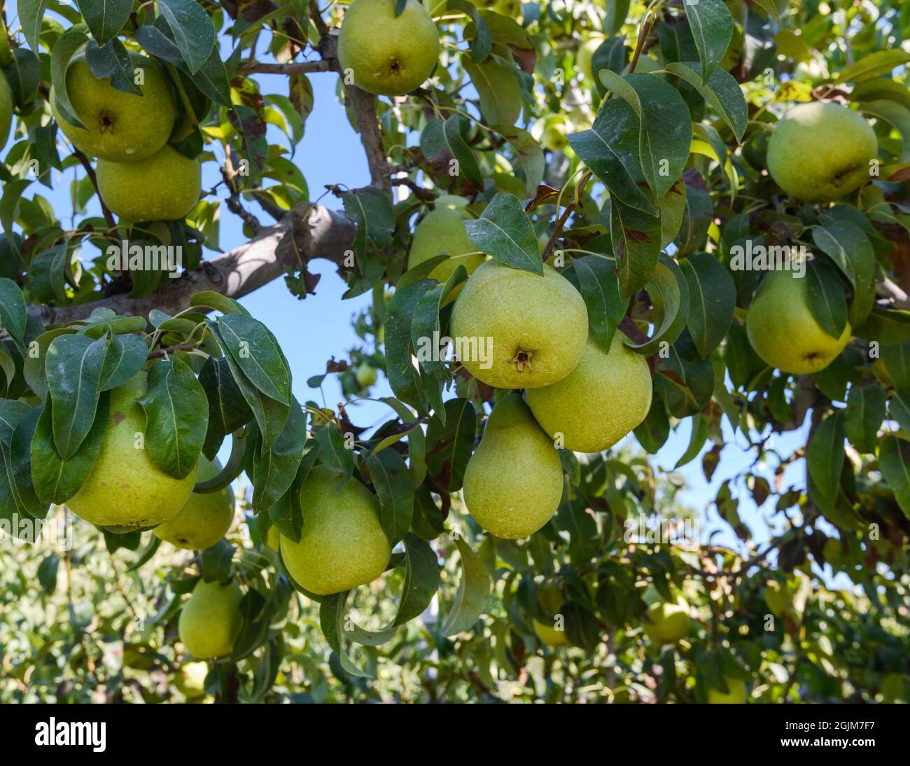 Commercial pears hanging from trees in Washington State ready to be ...