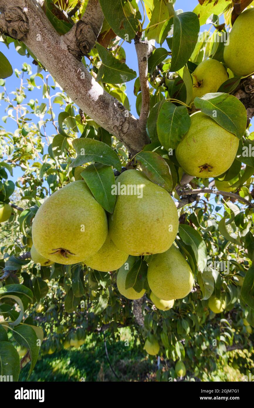 Commercial pears hanging in a bunch from a pear tree in Washington ...