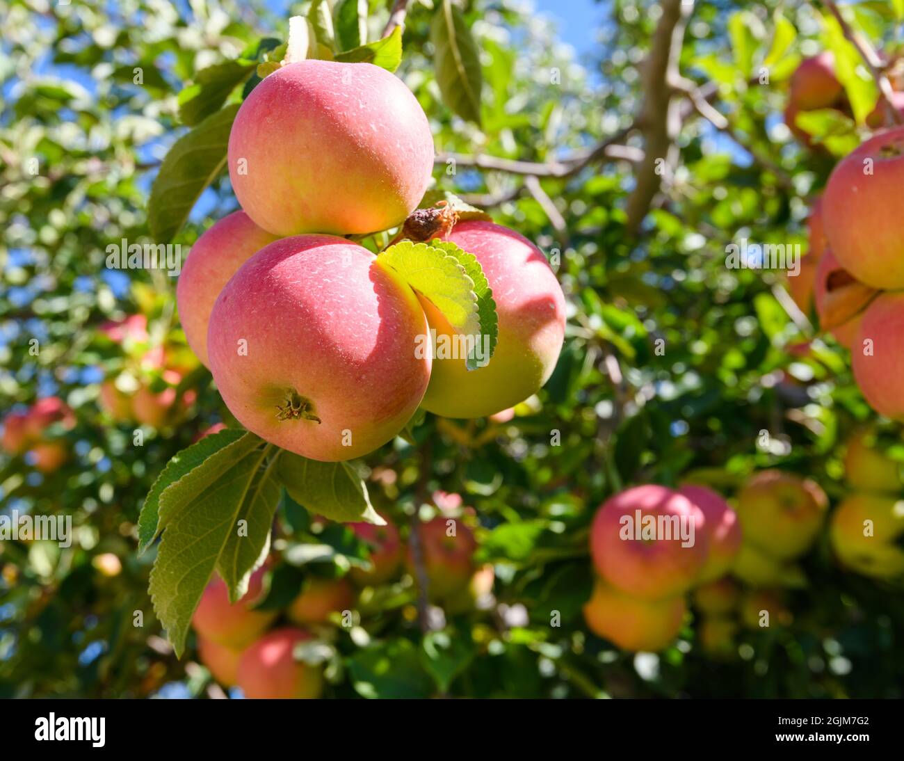 Chelan county hi-res stock photography and images - Alamy