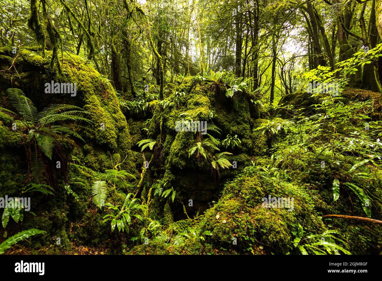 Lush growth in the limestone scowles at Puzzlewood, Forest of Dean ...