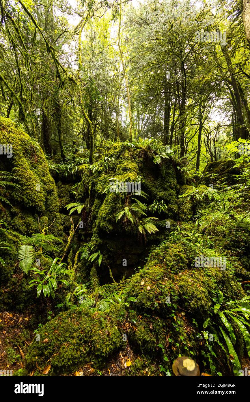 Lush growth in the limestone scowles at Puzzlewood, Forest of Dean ...