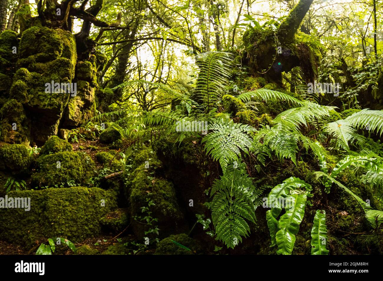 Lush growth in the limestone scowles at Puzzlewood, Forest of Dean ...