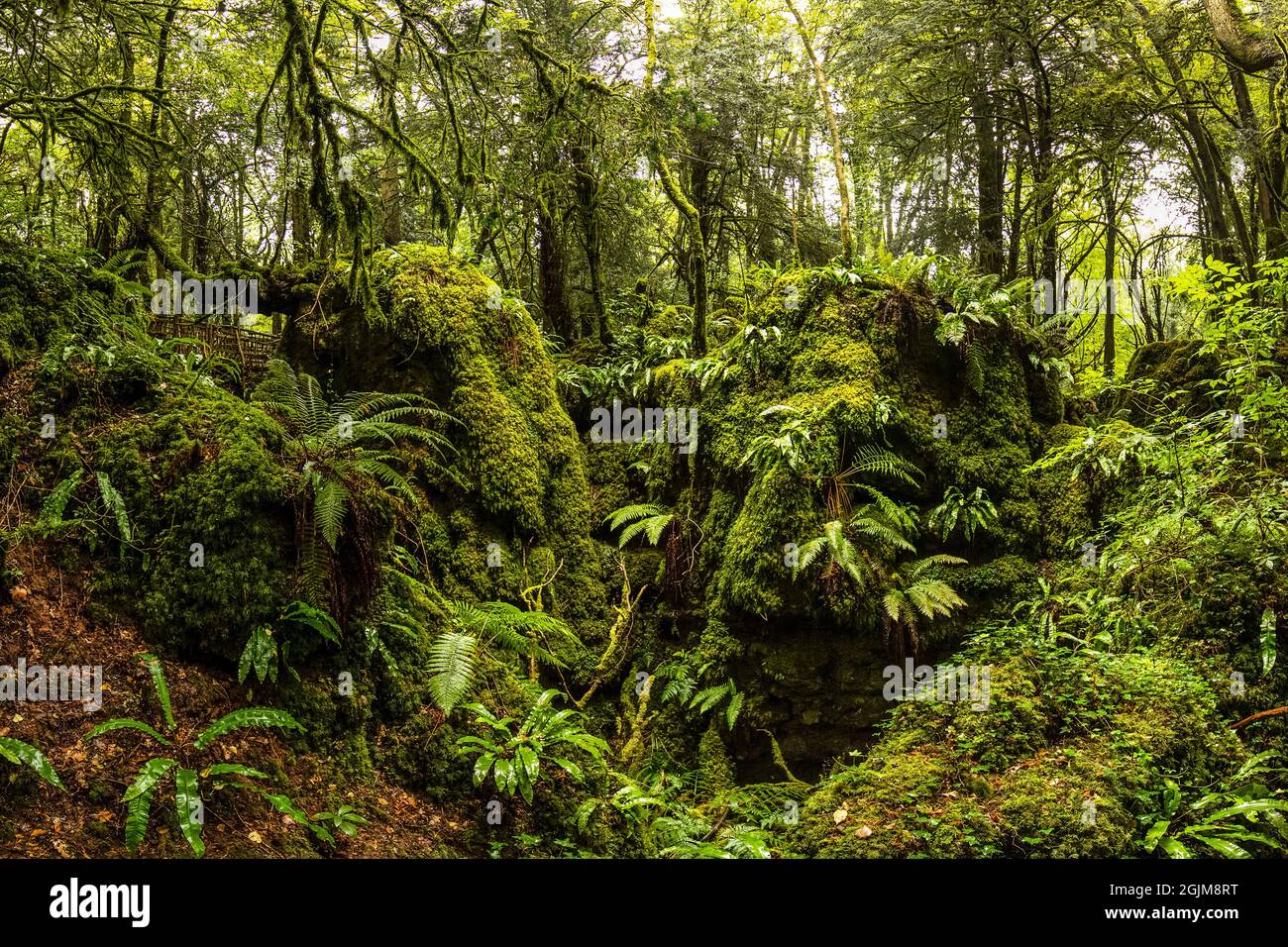 Lush growth in the limestone scowles at Puzzlewood, Forest of Dean ...