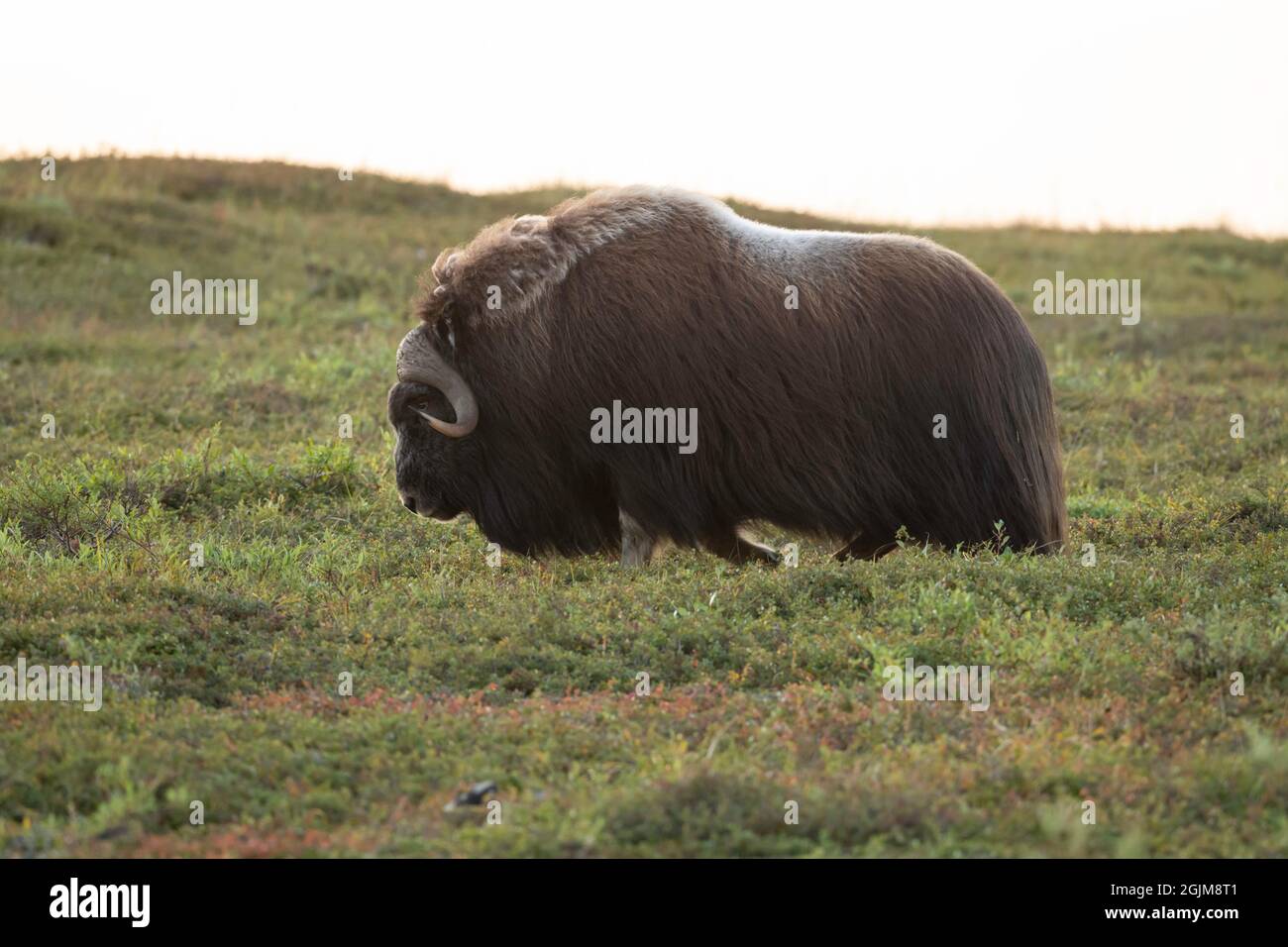 Musk ox rut hi-res stock photography and images - Alamy