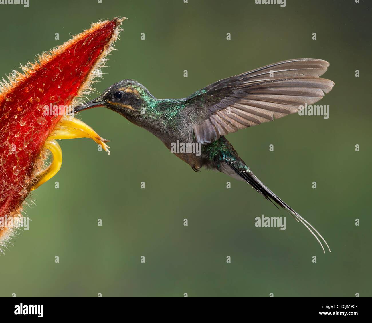 Gree hermit hummingbird hi-res stock photography and images - Alamy