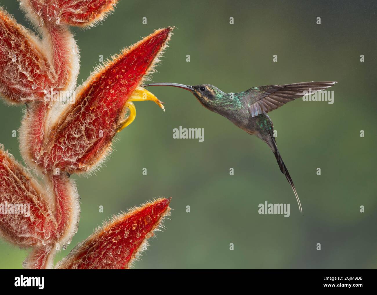 Heliconia hummingbird hi-res stock photography and images - Alamy