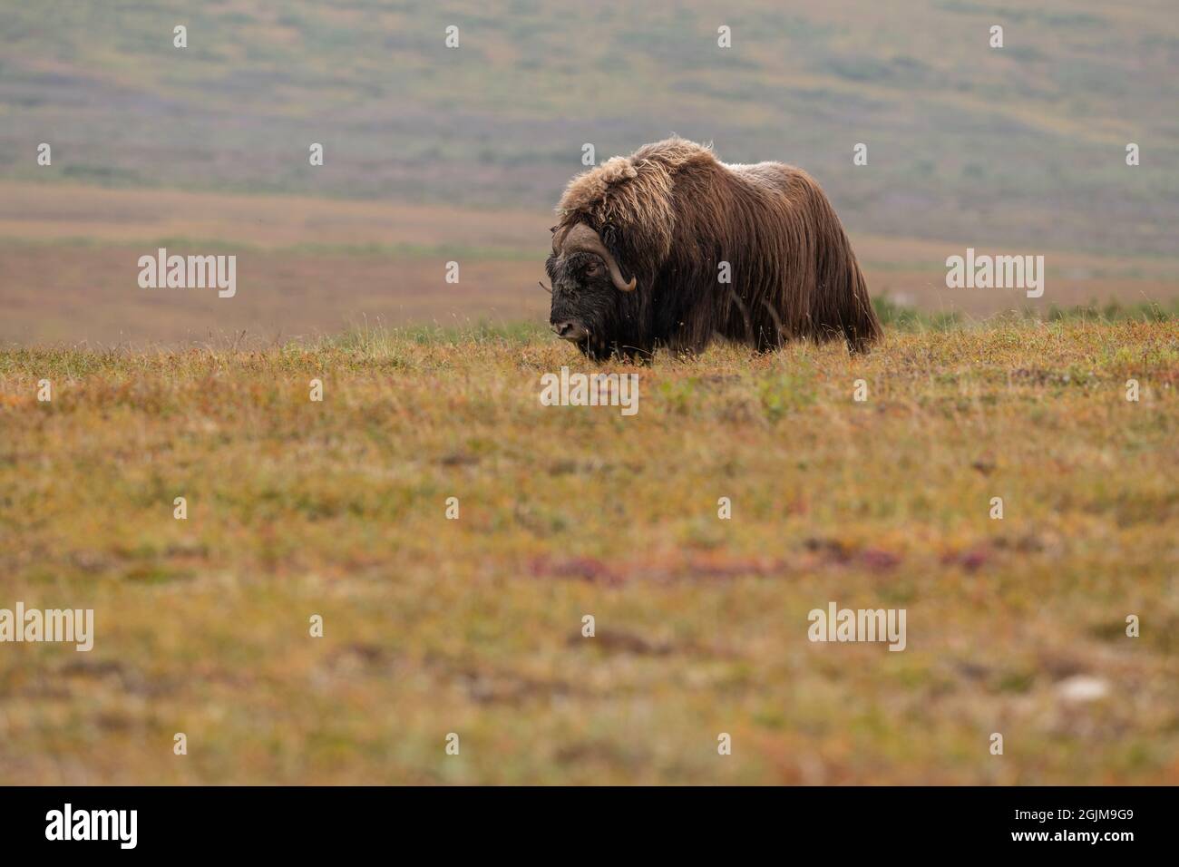 Musk ox rut hi-res stock photography and images - Alamy