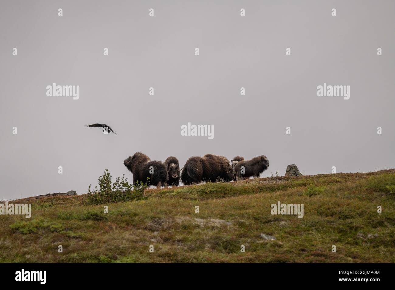 Raven alaska hi-res stock photography and images - Alamy