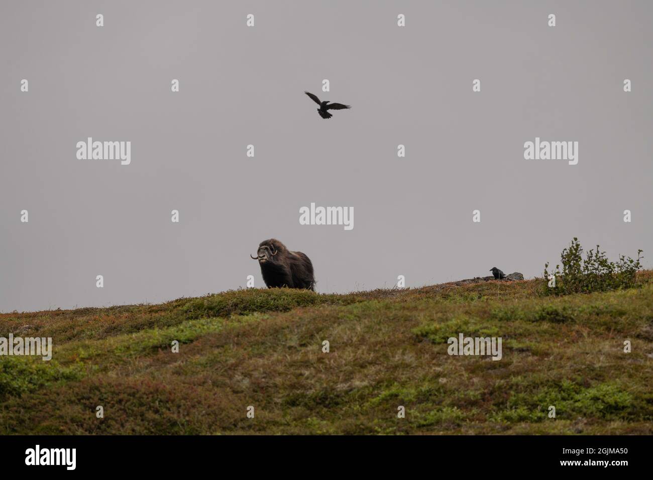 Alaska raven hi-res stock photography and images - Alamy