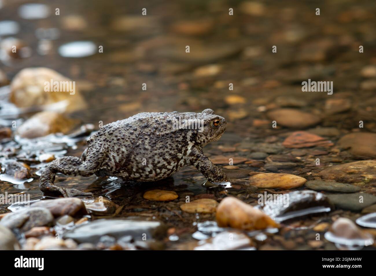 gray european toad walking in shallow water close-up outdoor Stock ...