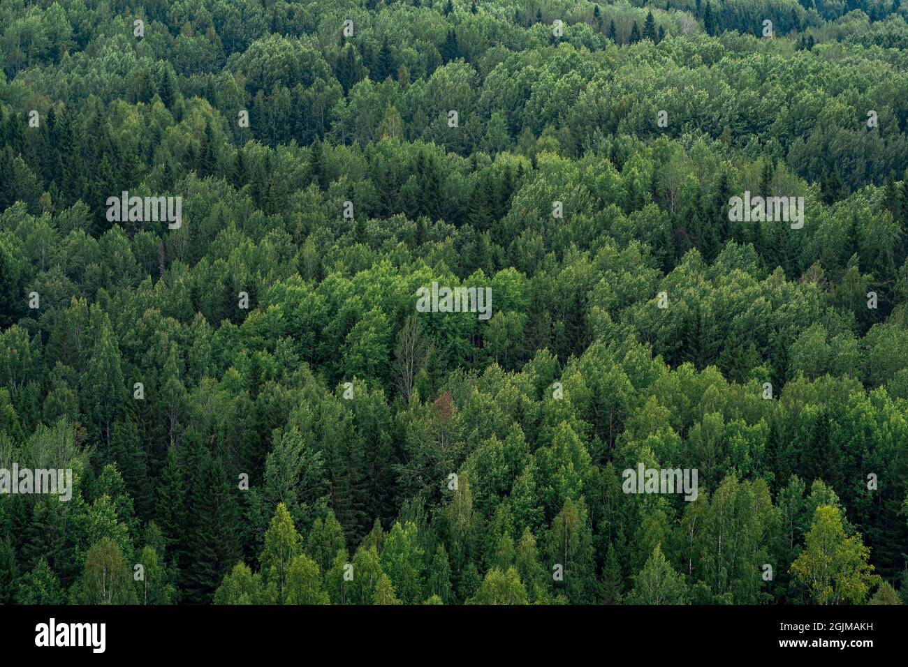 background, landscape - tree crowns in the forest from a bird's eye ...