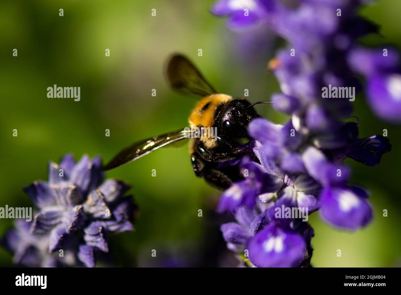 A carpenter bee, xylocopa, foraging through purple wildflowers Stock ...