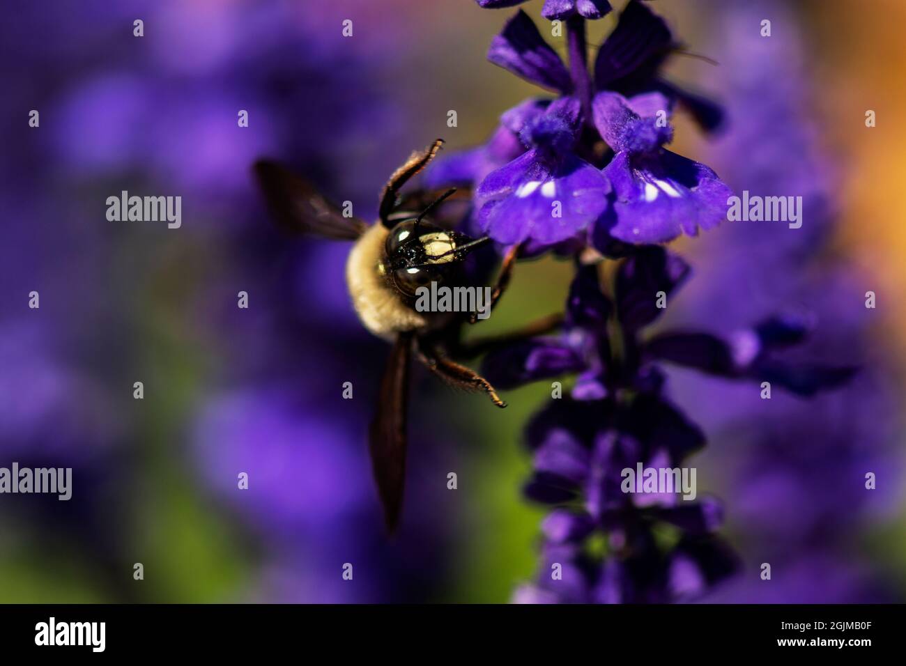 A carpenter bee, xylocopa, foraging through purple wildflowers Stock ...