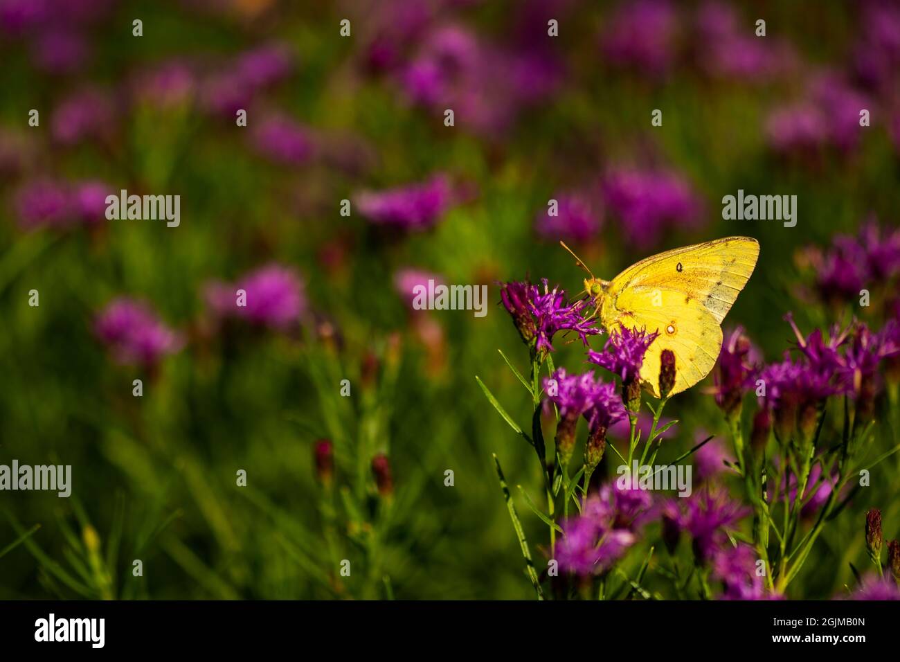 An orange sulphur butterfly, also known as alfalfa butterfly ...