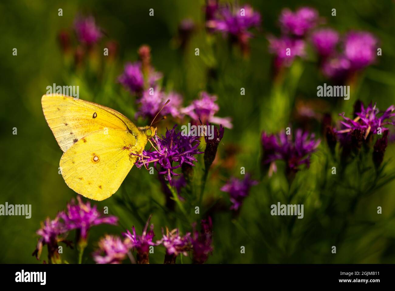 An orange sulphur butterfly, also known as alfalfa butterfly ...