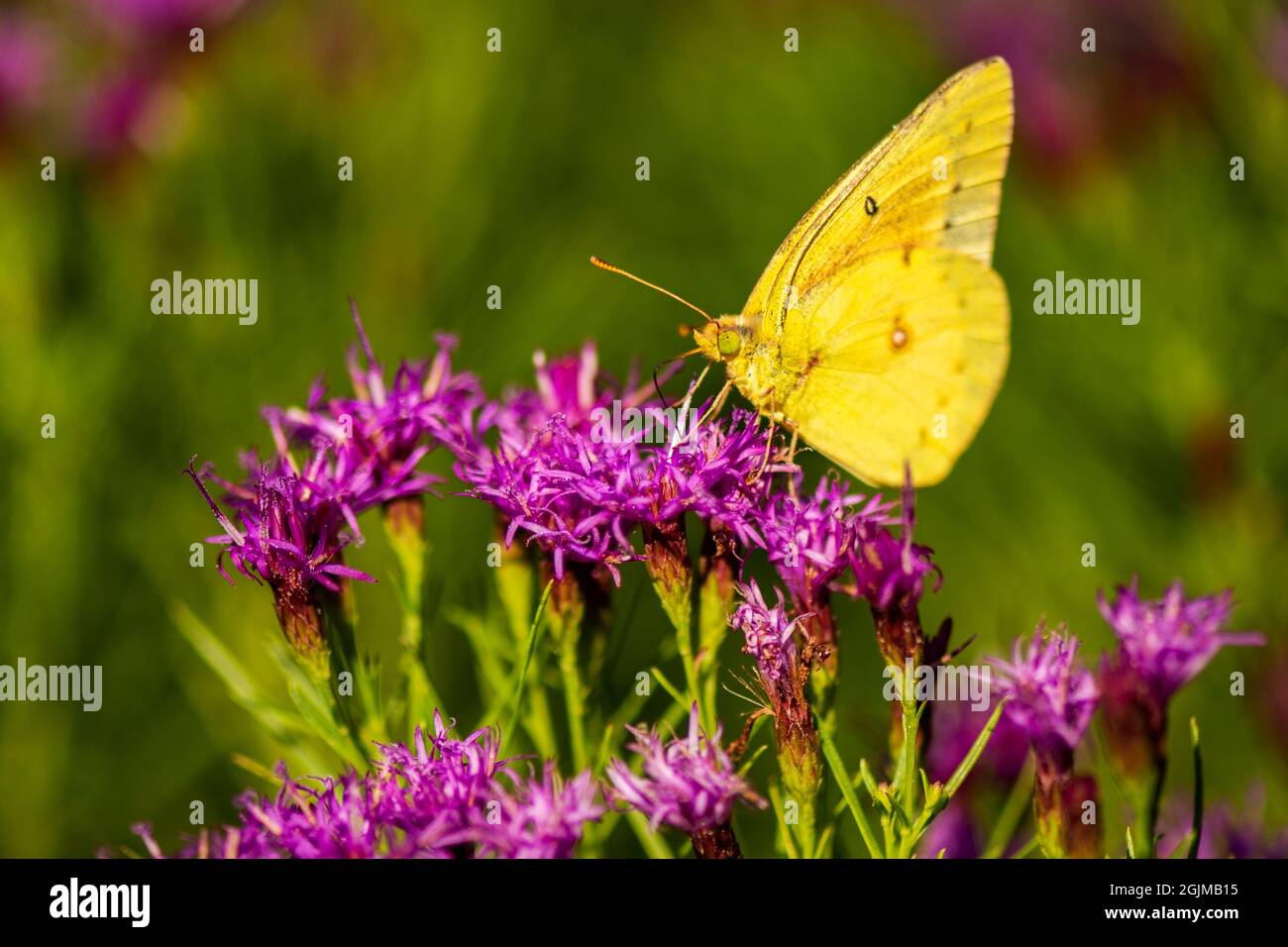 An orange sulphur butterfly, also known as alfalfa butterfly ...