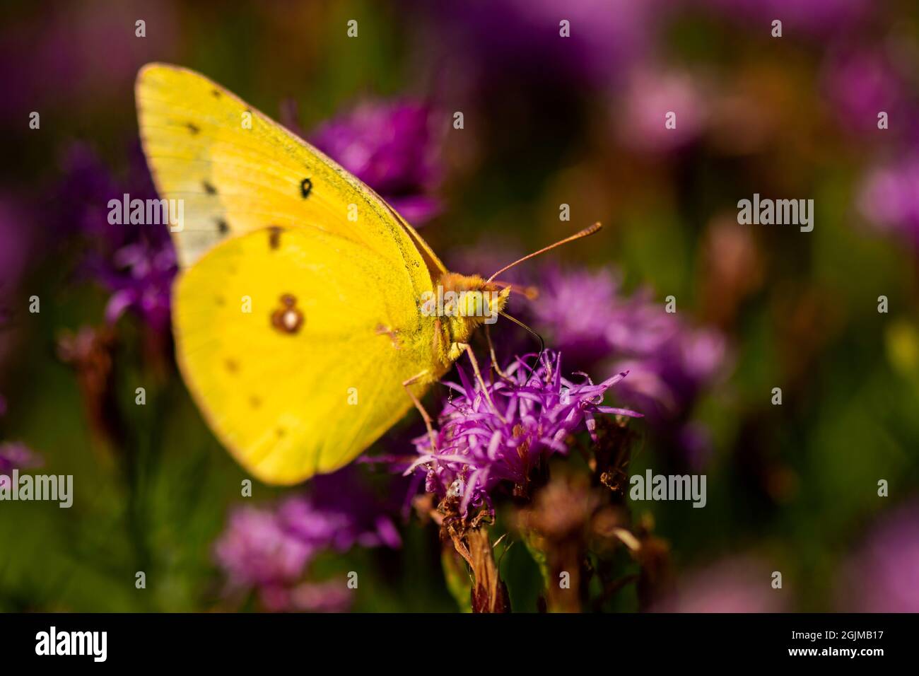 An orange sulphur butterfly, also known as alfalfa butterfly ...